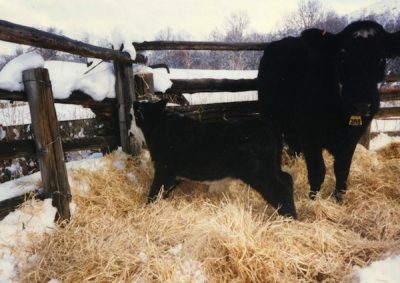 How to Treat Colicky Calf Bloat - Countryside